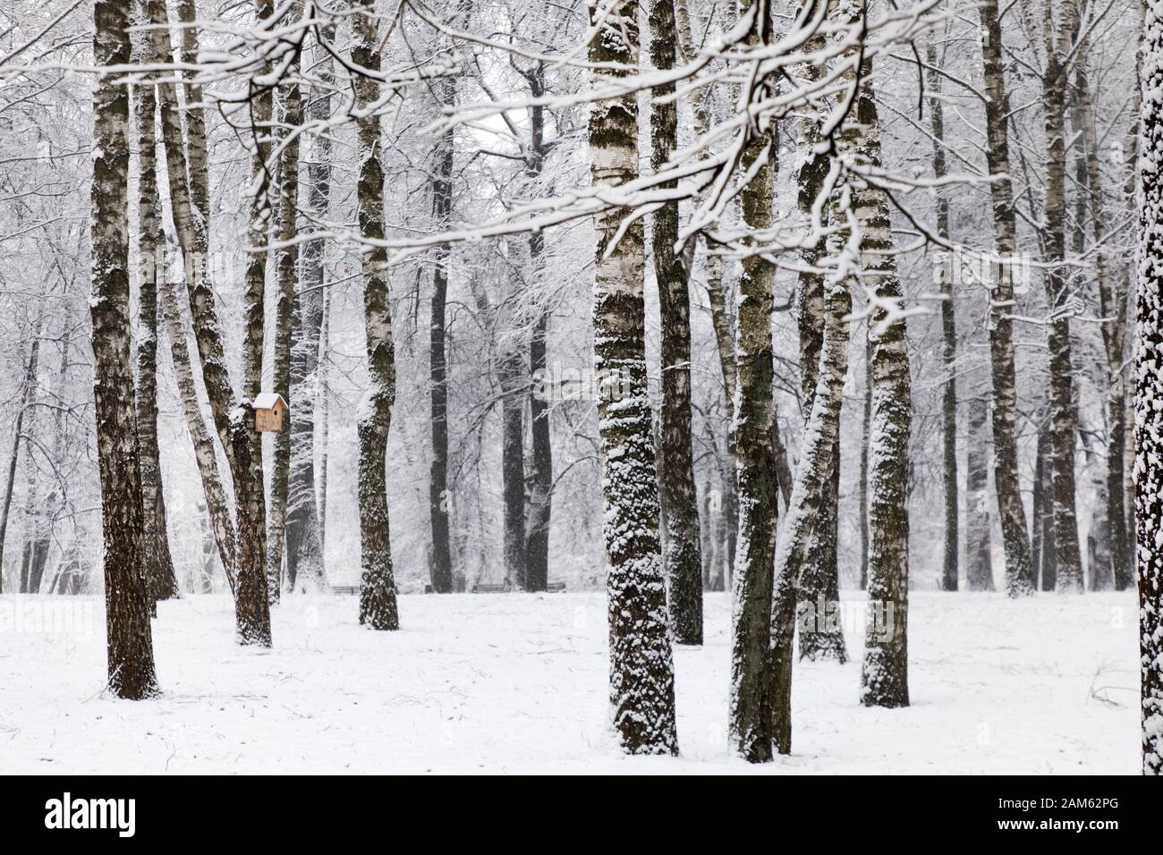 View of beautiful winter birch wood Stock Photo - Alamy