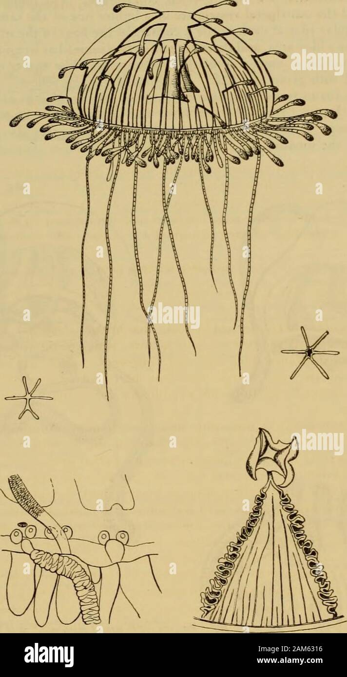 Striated muscle fibers hi-res stock photography and images - Alamy
