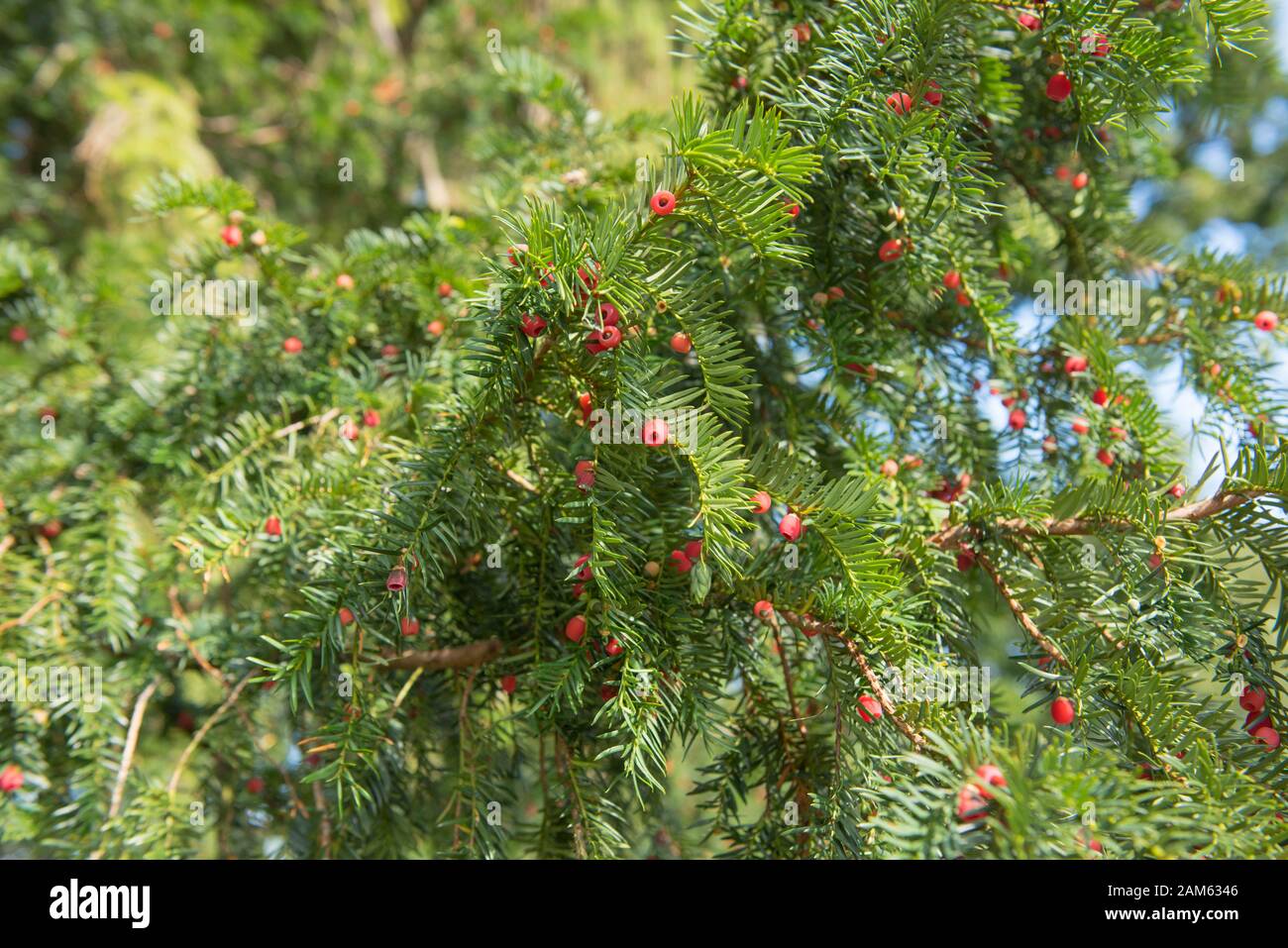 Columnar yew tree hi-res stock photography and images - Alamy
