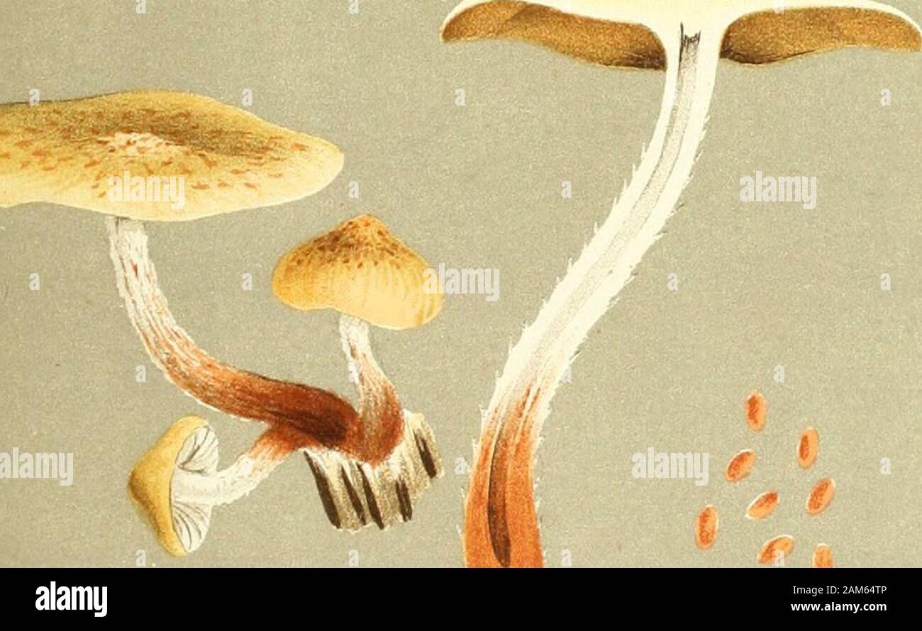 Illustrations of British Fungi (Hymenomycetes), to serve as an atlas to ...