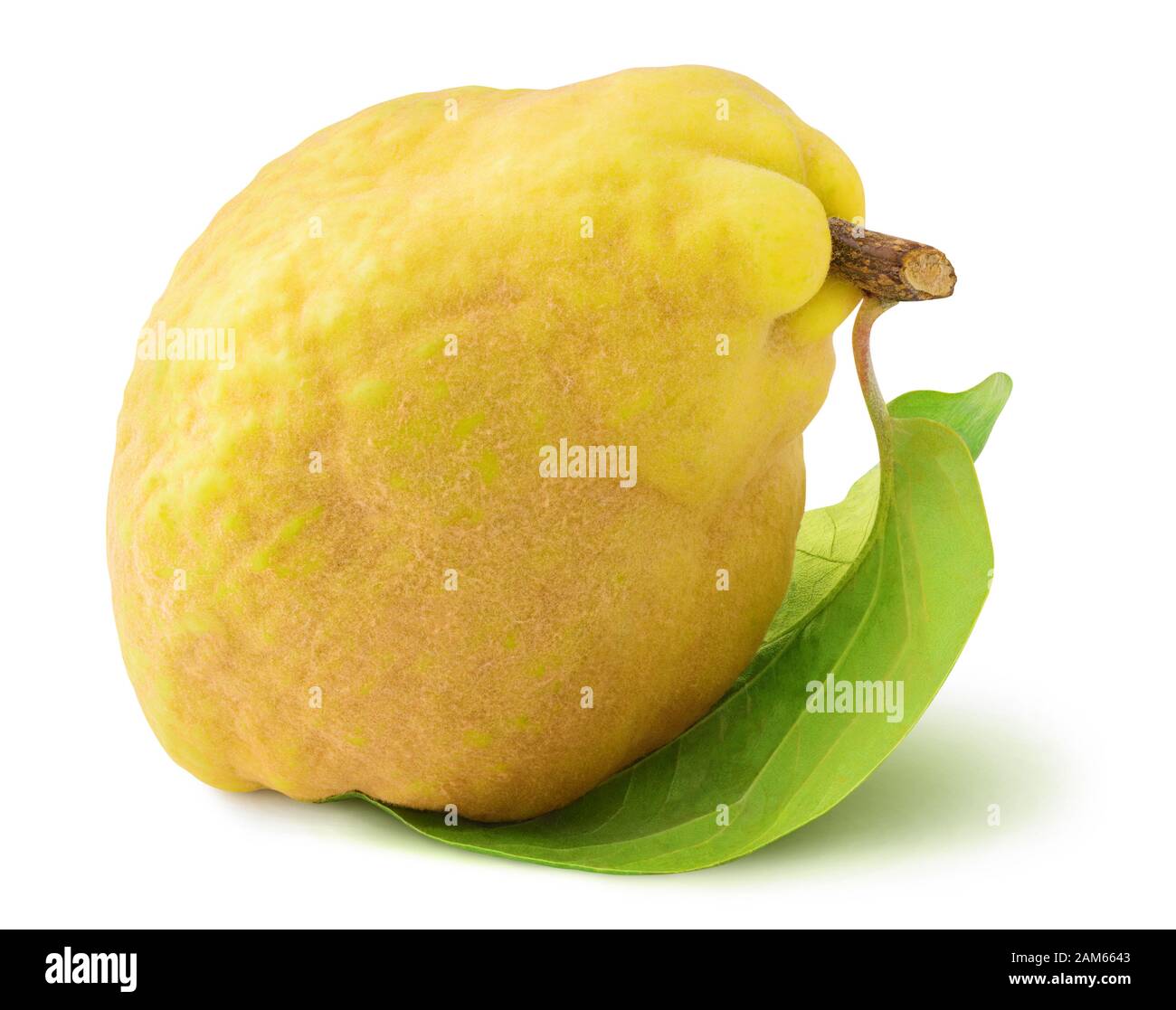 Isolated quince. One raw quince fruit isolated on white background with ...