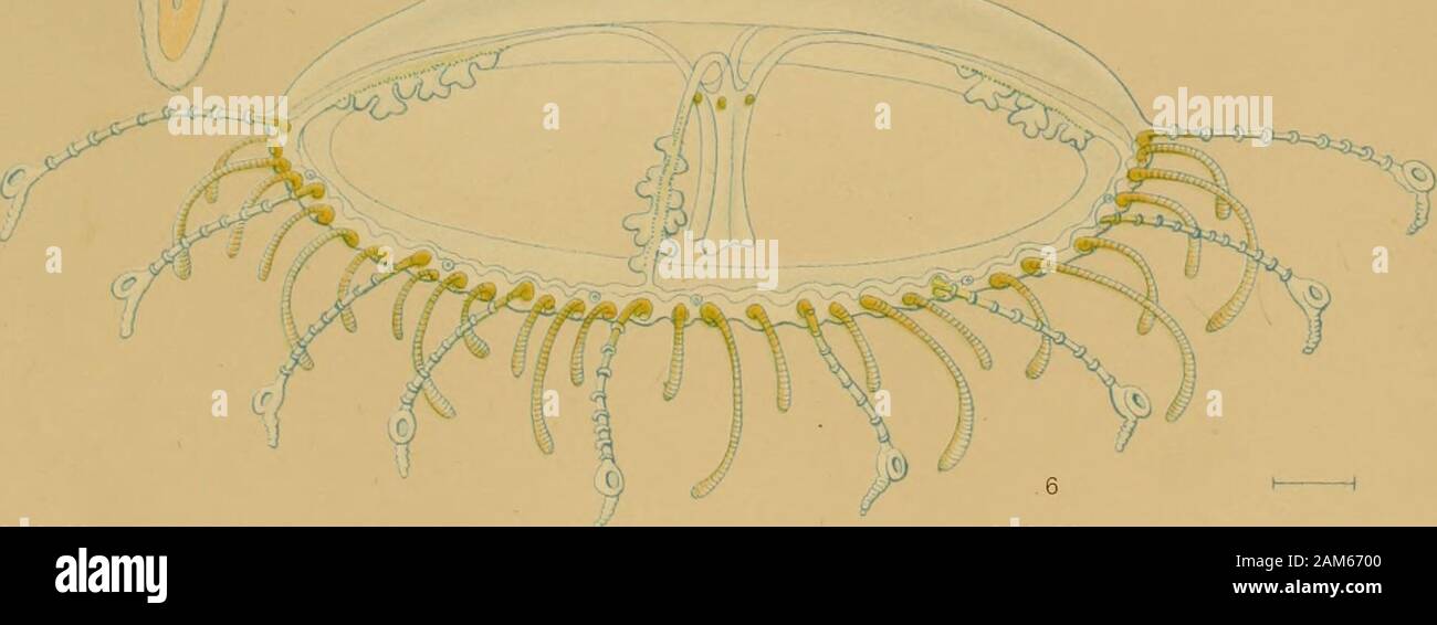 Lithocysts hi-res stock photography and images - Alamy