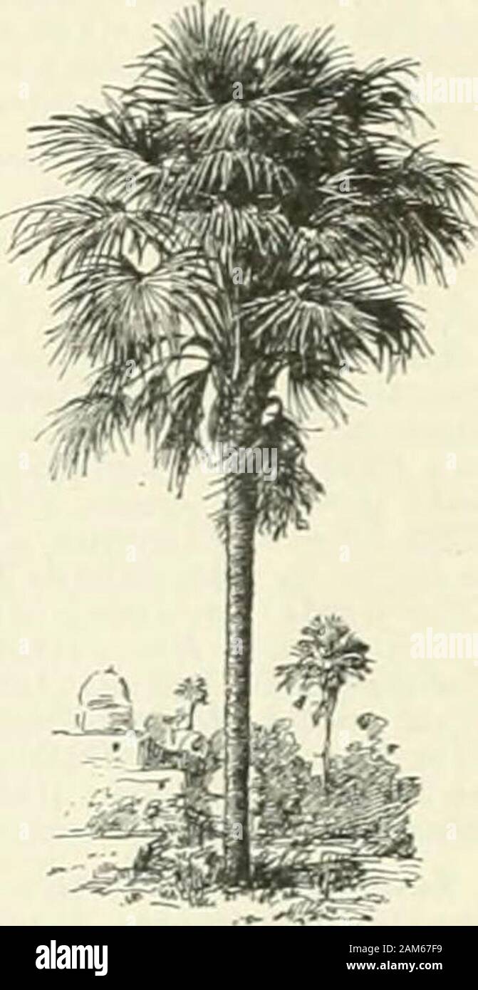 Feuilles de latanier hi-res stock photography and images - Alamy