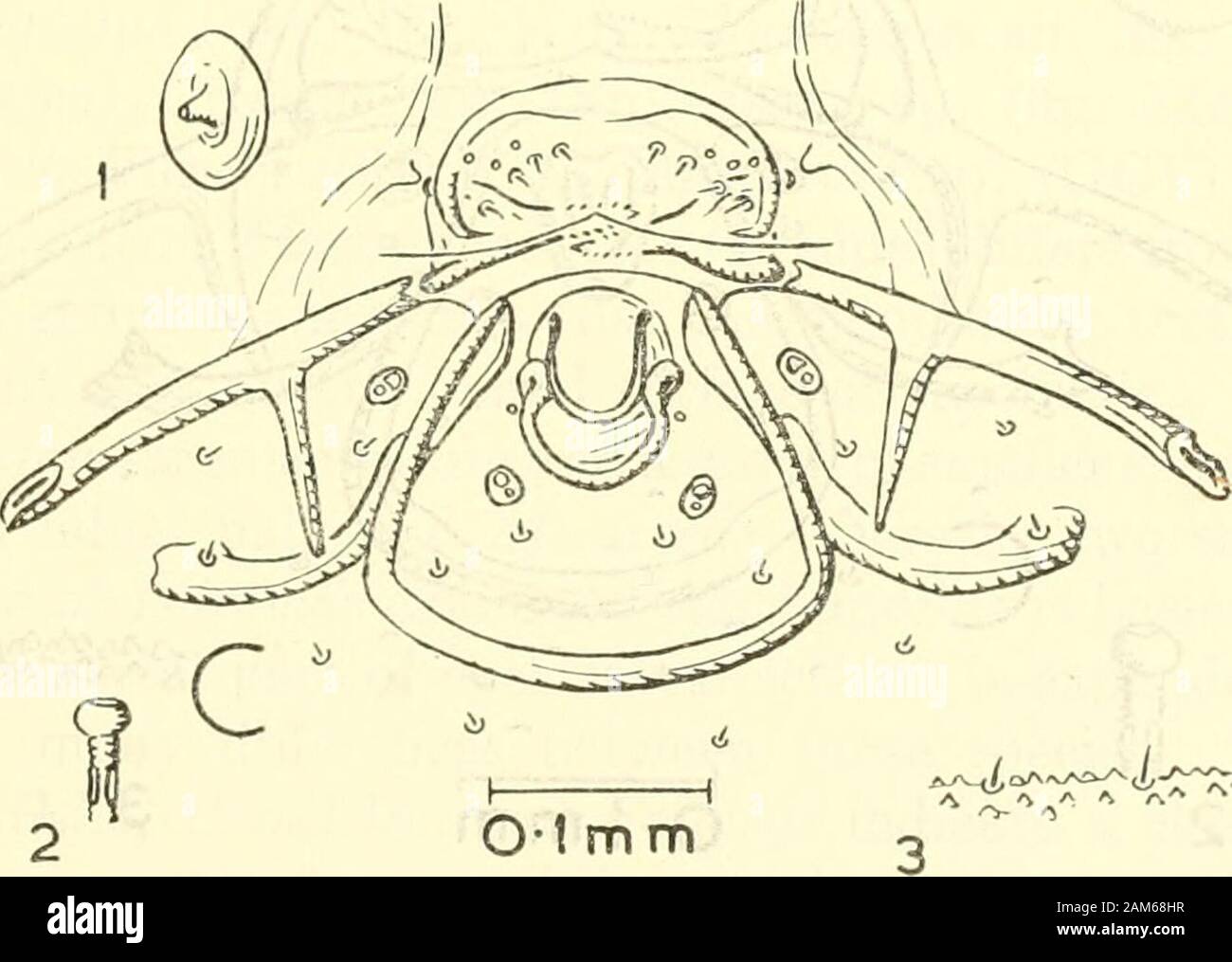 Sclerites hi-res stock photography and images - Alamy