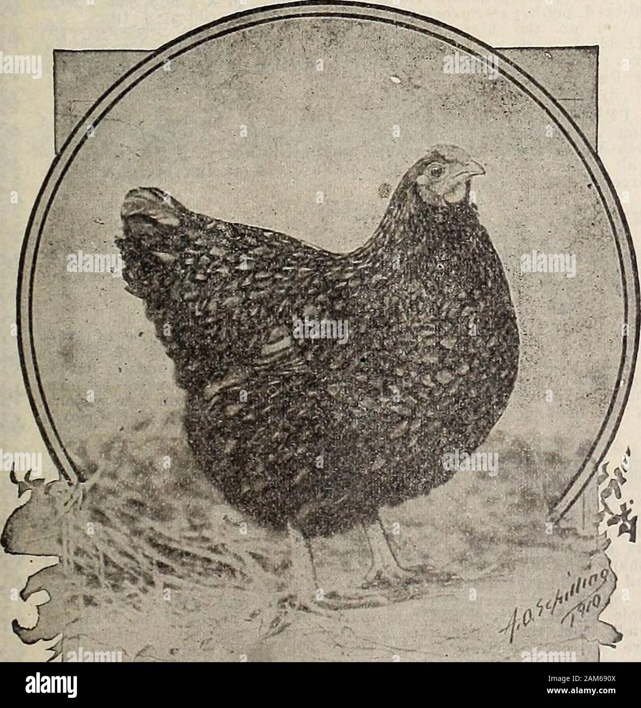 Brundage bone hi-res stock photography and images - Alamy