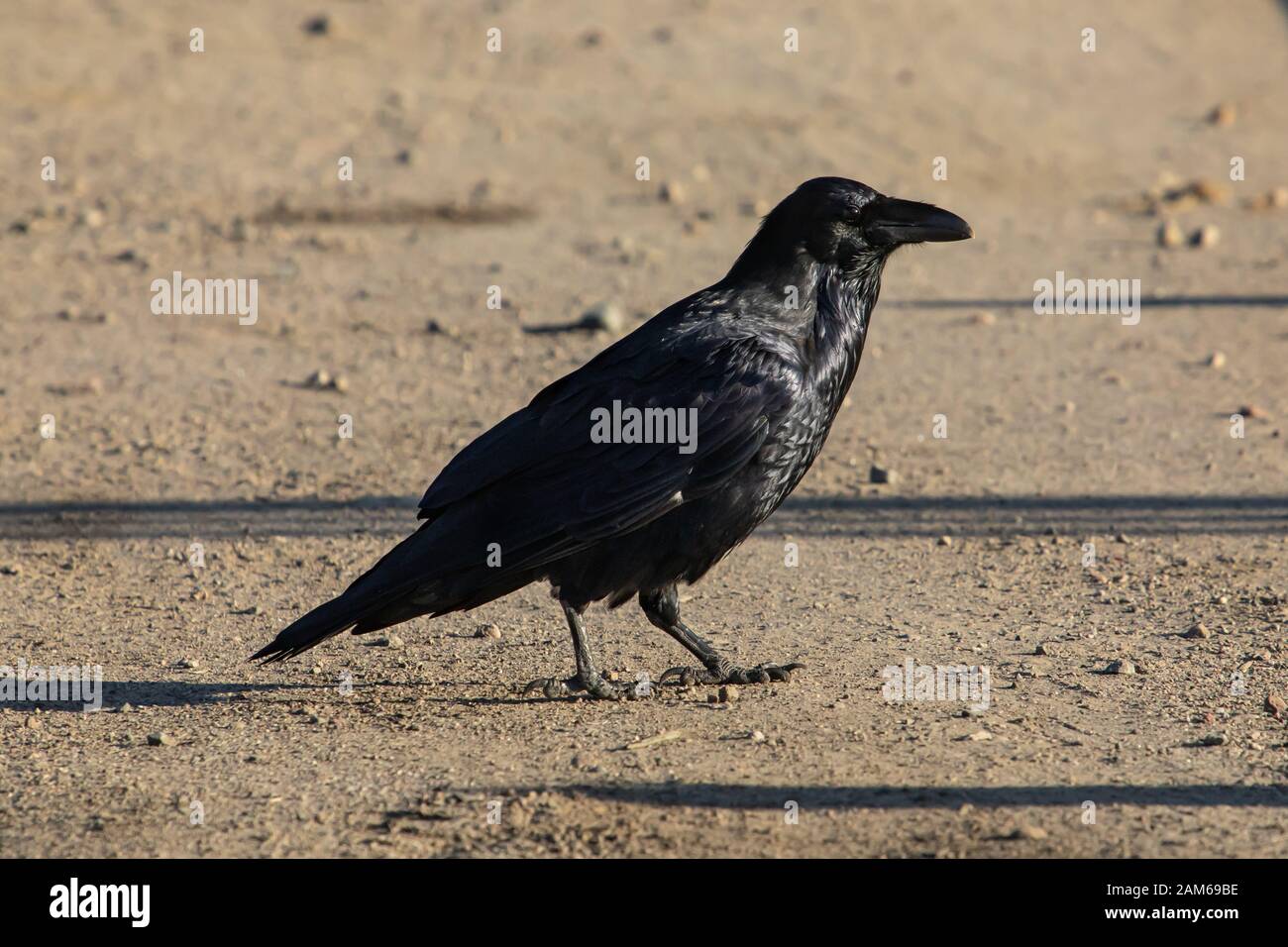Medium shot of black american crow or raven bird. Side view of bird ...