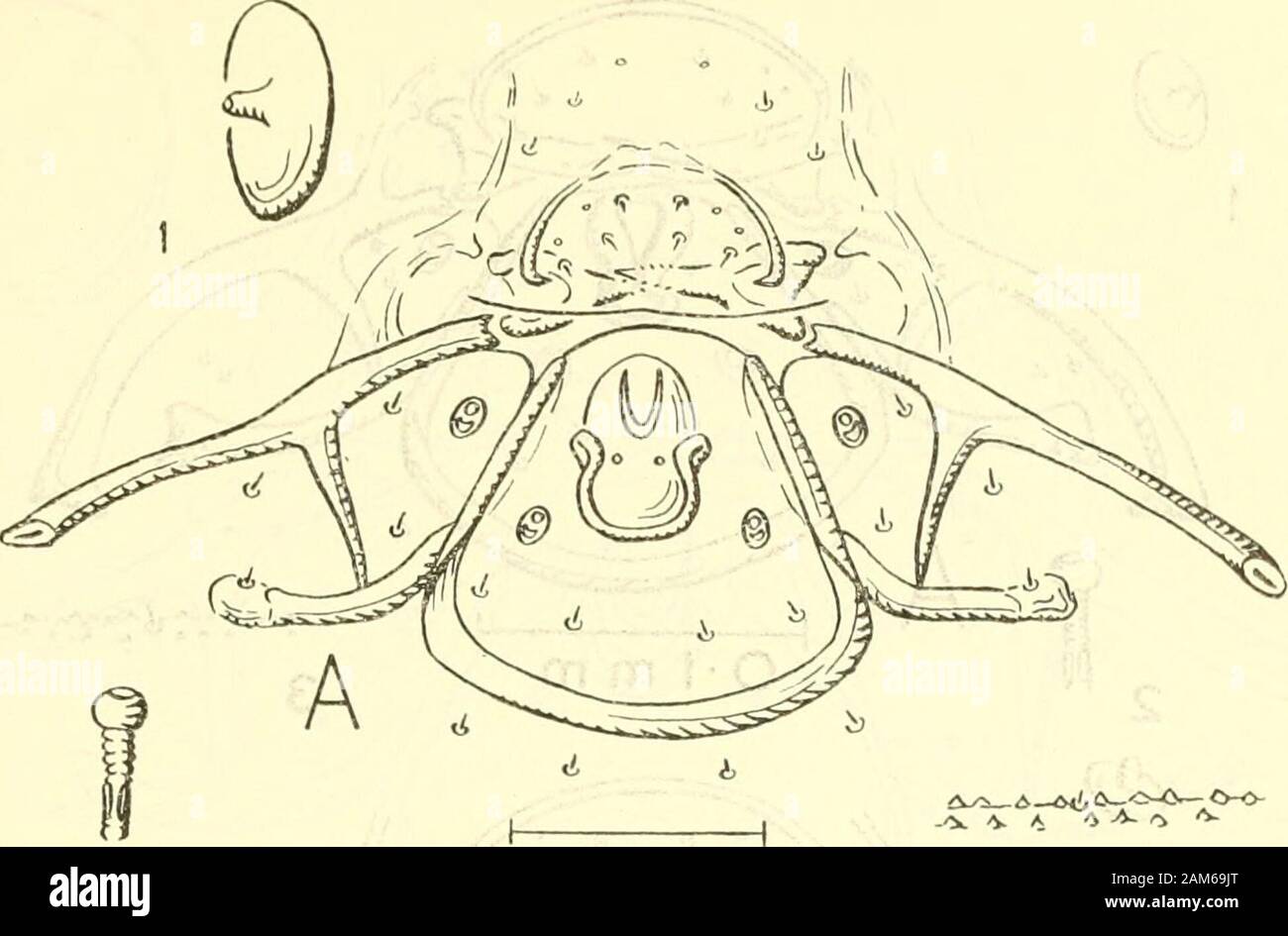 Sclerites hi-res stock photography and images - Alamy