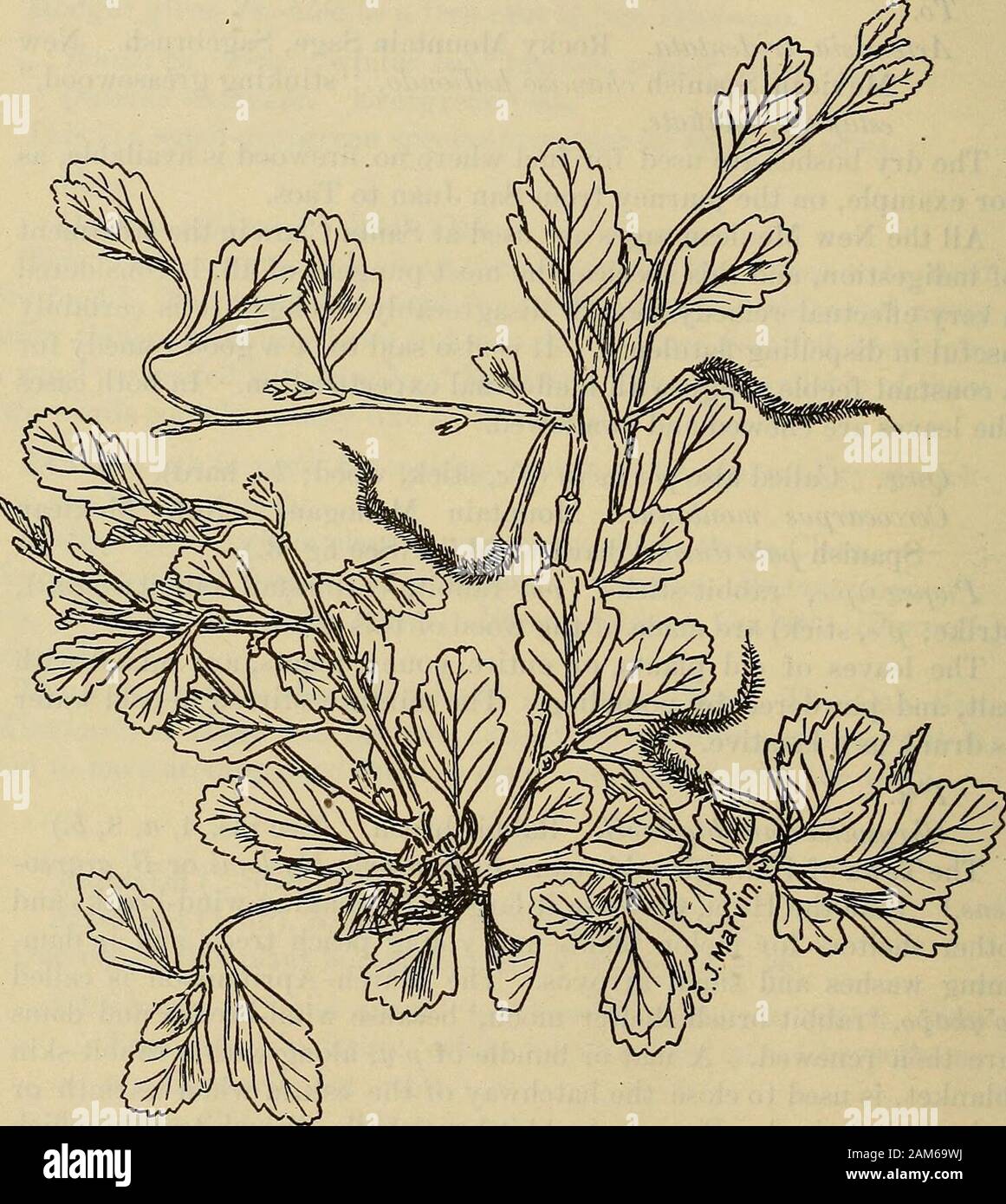 Hopi balls hi-res stock photography and images - Alamy