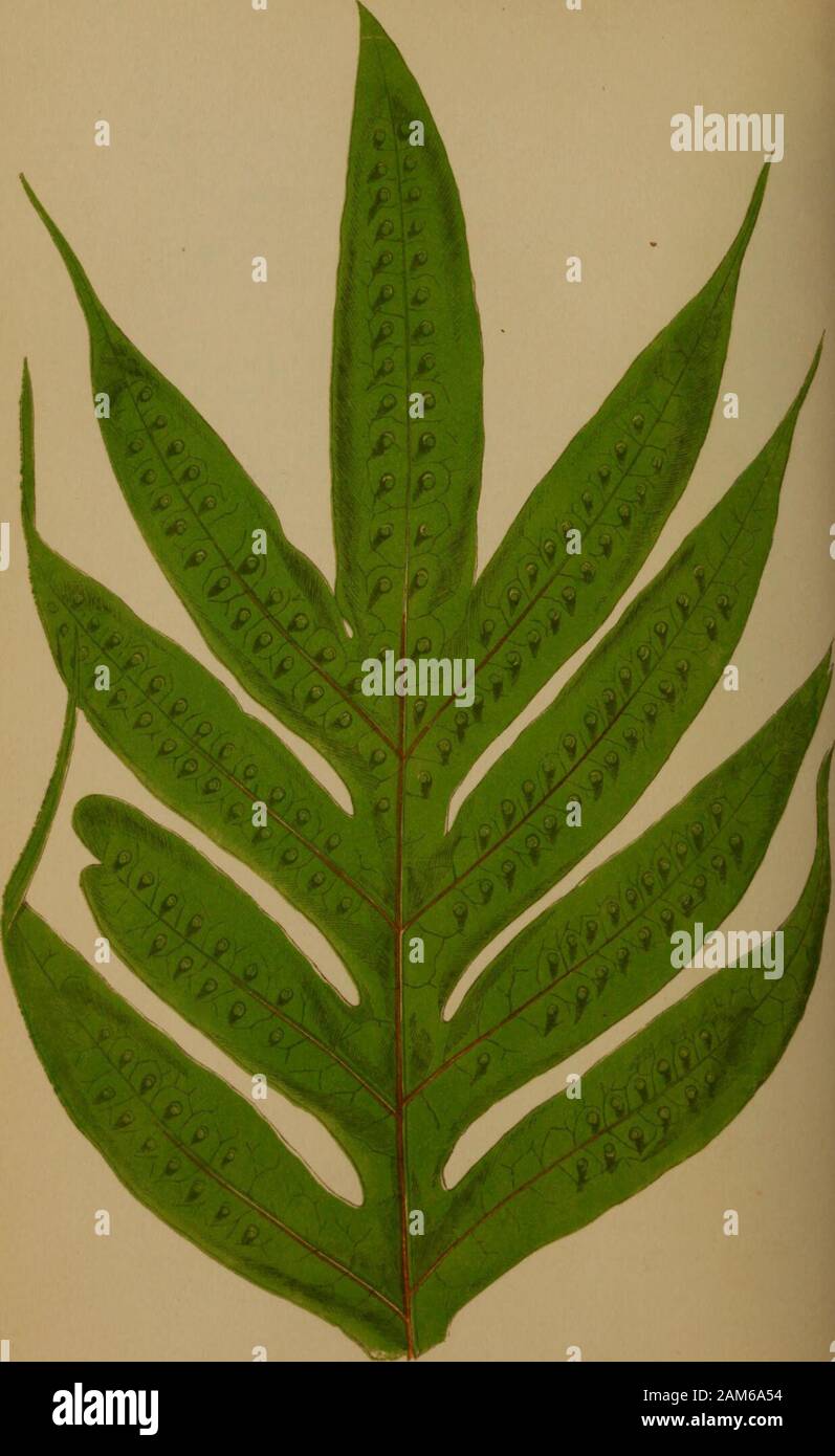 External pinnae hi-res stock photography and images - Alamy