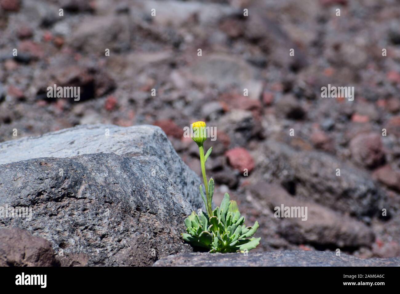 Lonely flower hi-res stock photography and images - Alamy