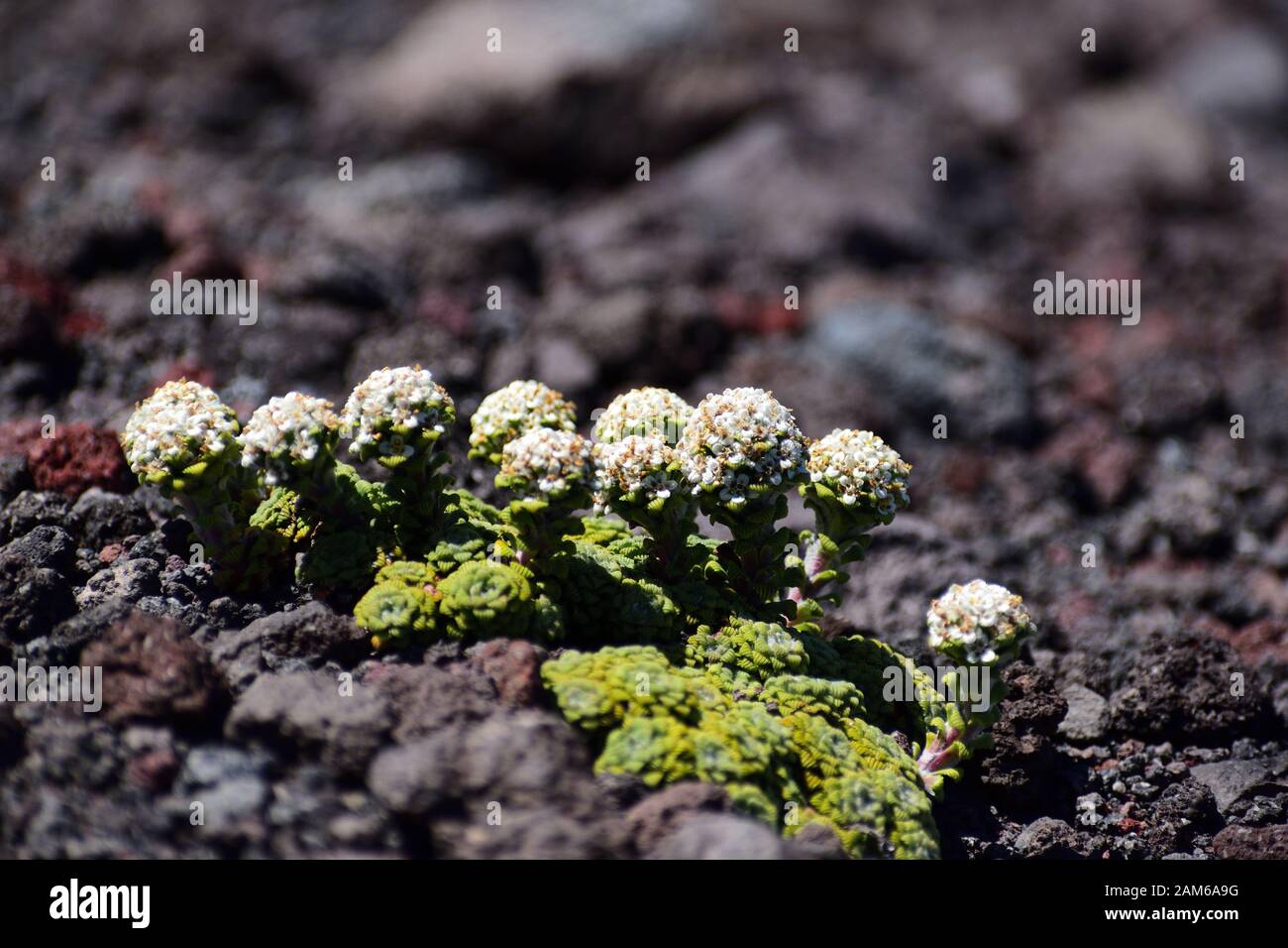 plants in the mountain Stock Photo - Alamy