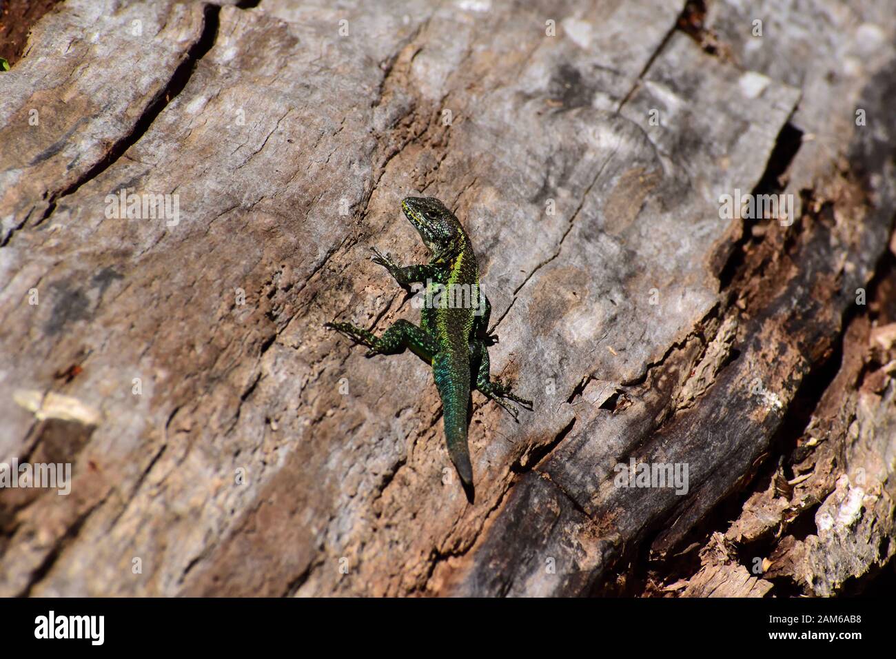 Camouflage green lizard hi-res stock photography and images - Alamy