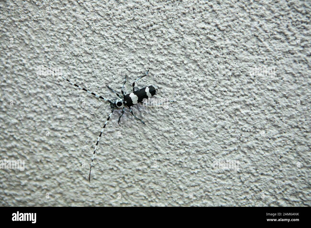 Banded Alder Borer Beetle or Rosalia funebris. Close-up shot of insect ...