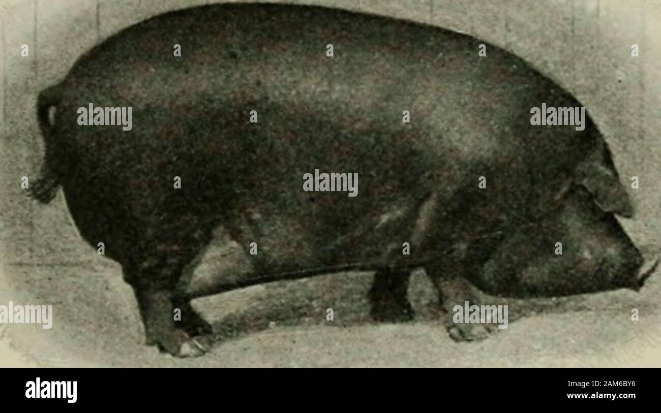 Agriculture for beginners . -pe of hog has short legs, small bones ...