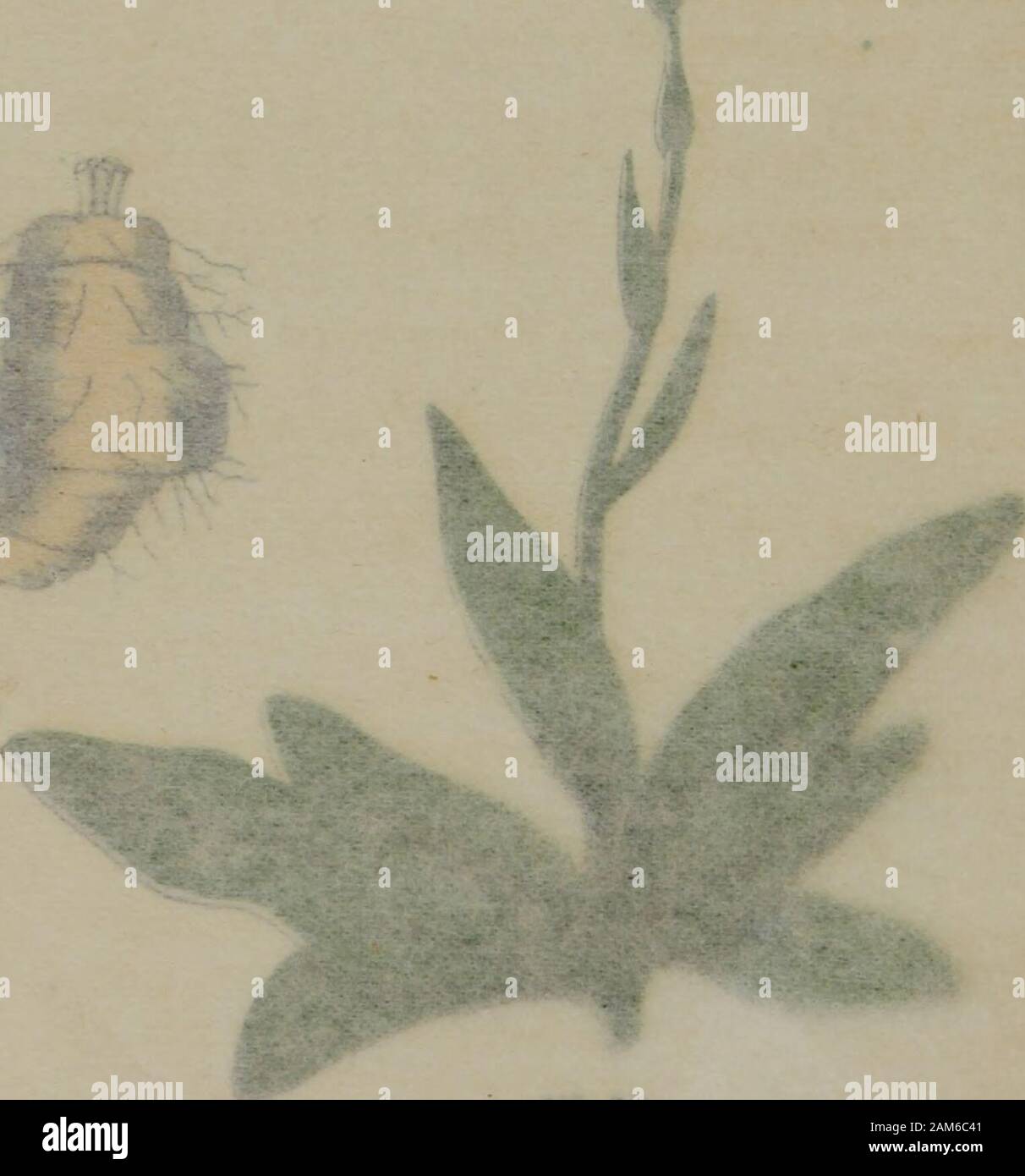 Jaundice root hi-res stock photography and images - Alamy