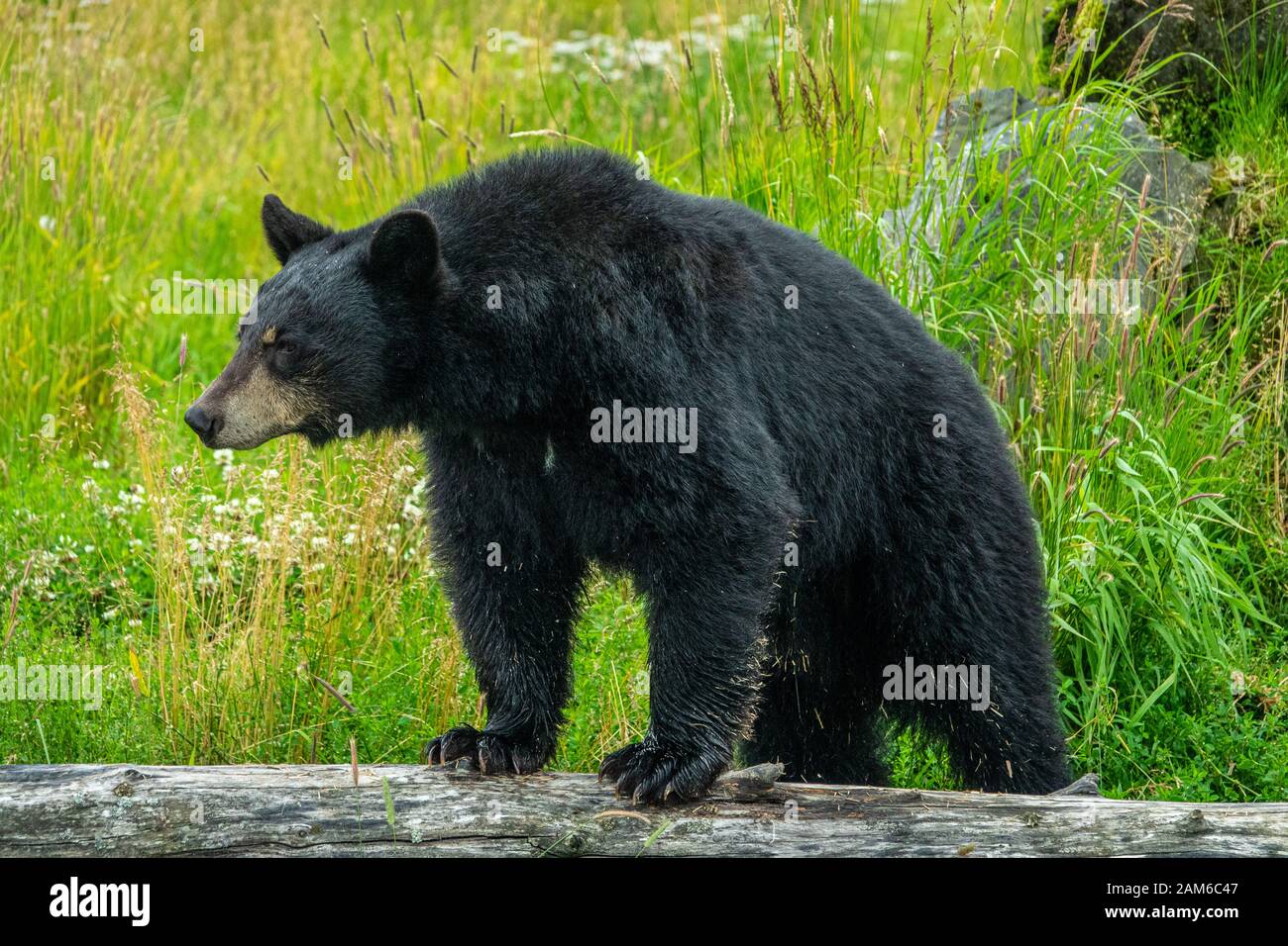 Young black bear hi-res stock photography and images - Alamy