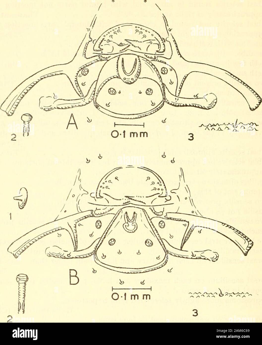 Proceedings of the United States National Museum . l sclerotized as ...