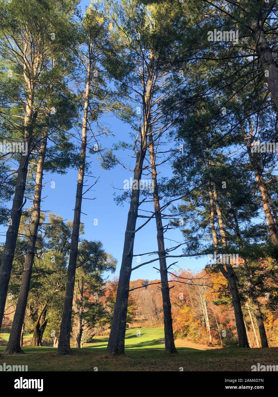 Colorful landscape of a golf course in the season of Fall in North ...