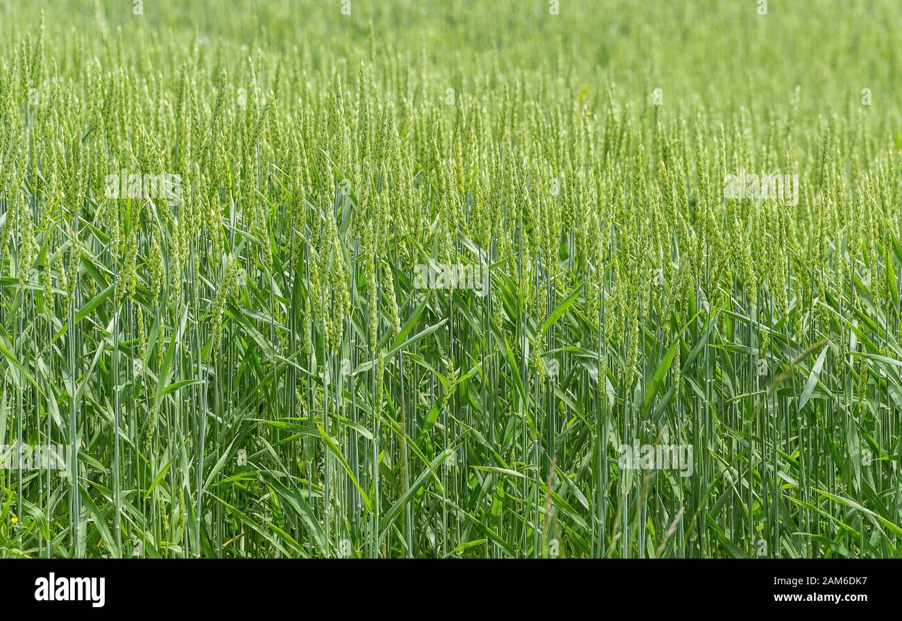 Wheat heads hi-res stock photography and images - Alamy