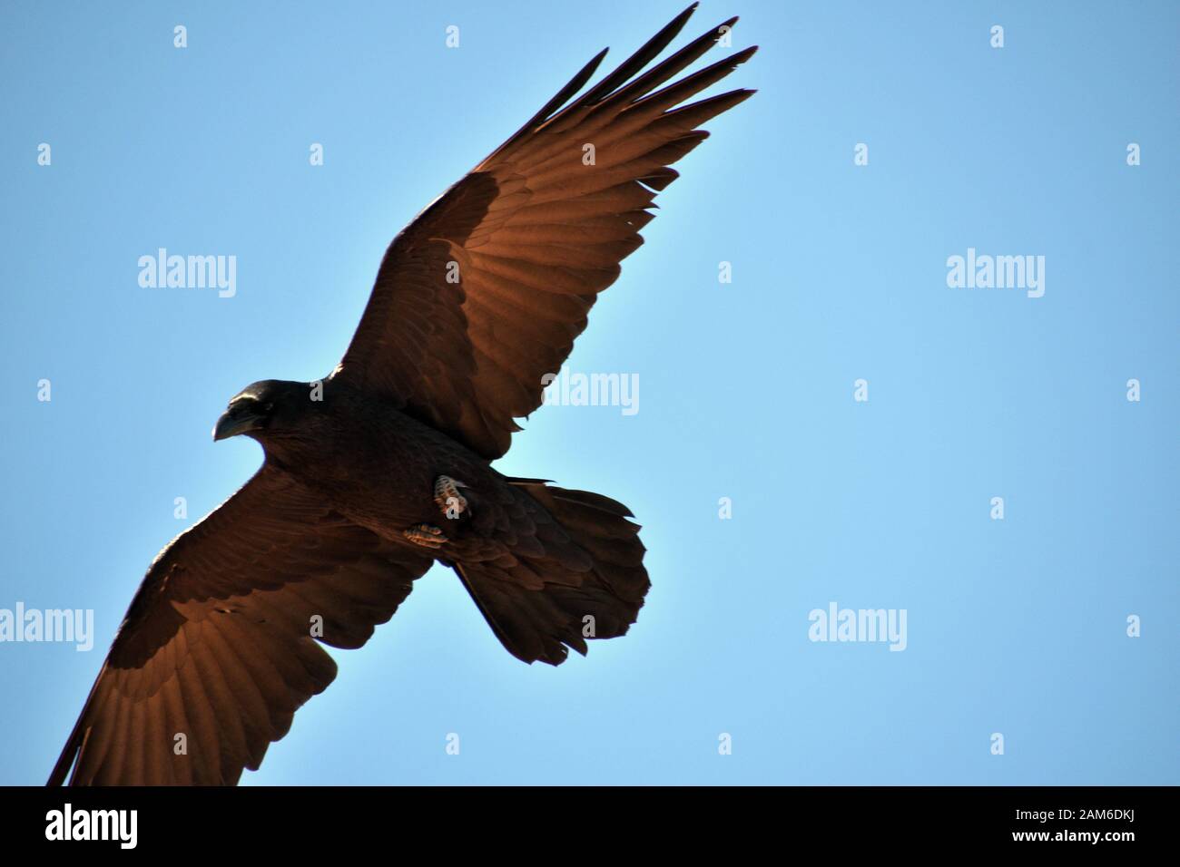 Raven flying hi-res stock photography and images - Alamy