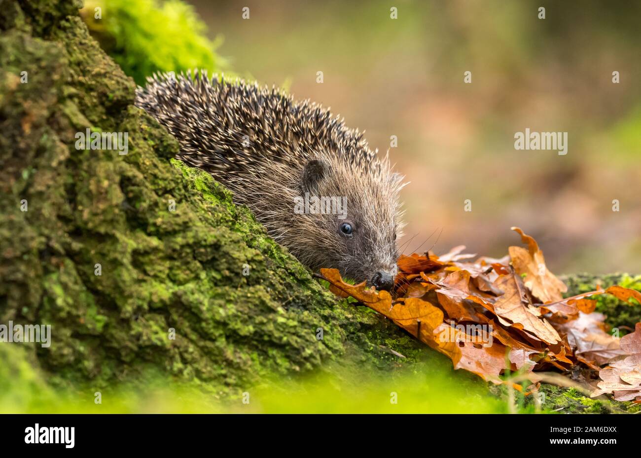 Hedgehog, (Scientific name: Erinaceus europaeus) in natural woodland ...