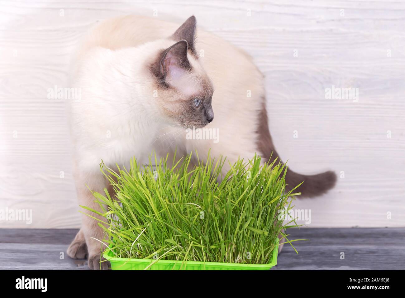 Cat next to germinated green sprouts of oats Stock Photo - Alamy