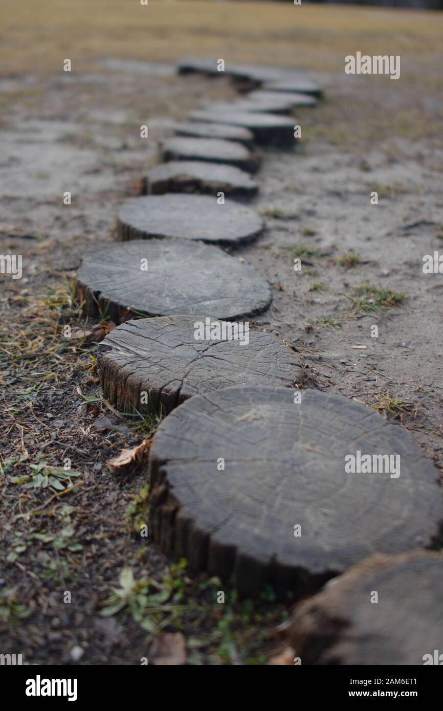 Tree stump pathway Stock Photo - Alamy