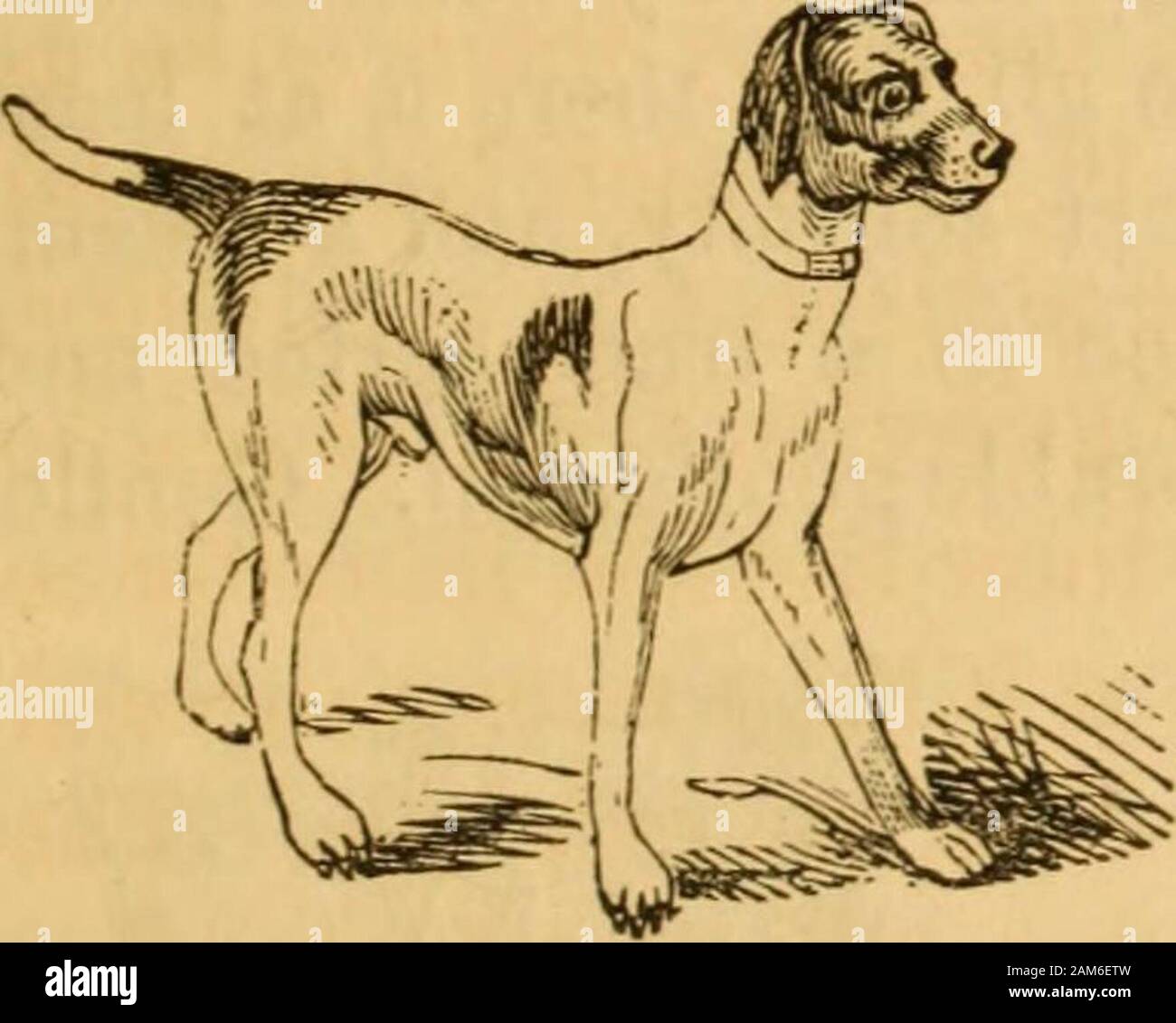 Dogas hi-res stock photography and images - Alamy