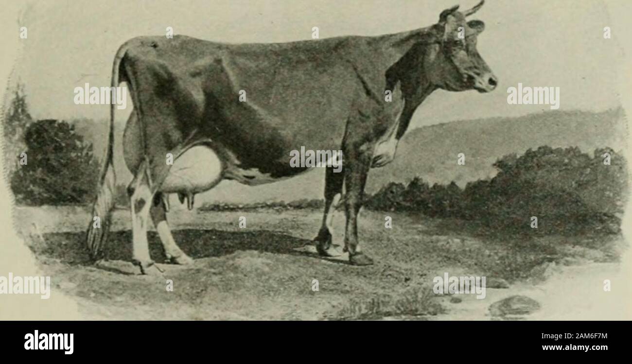 Agriculture for beginners . Fig. 248. Aberdeex-Angus Cow (a Beef Type ...