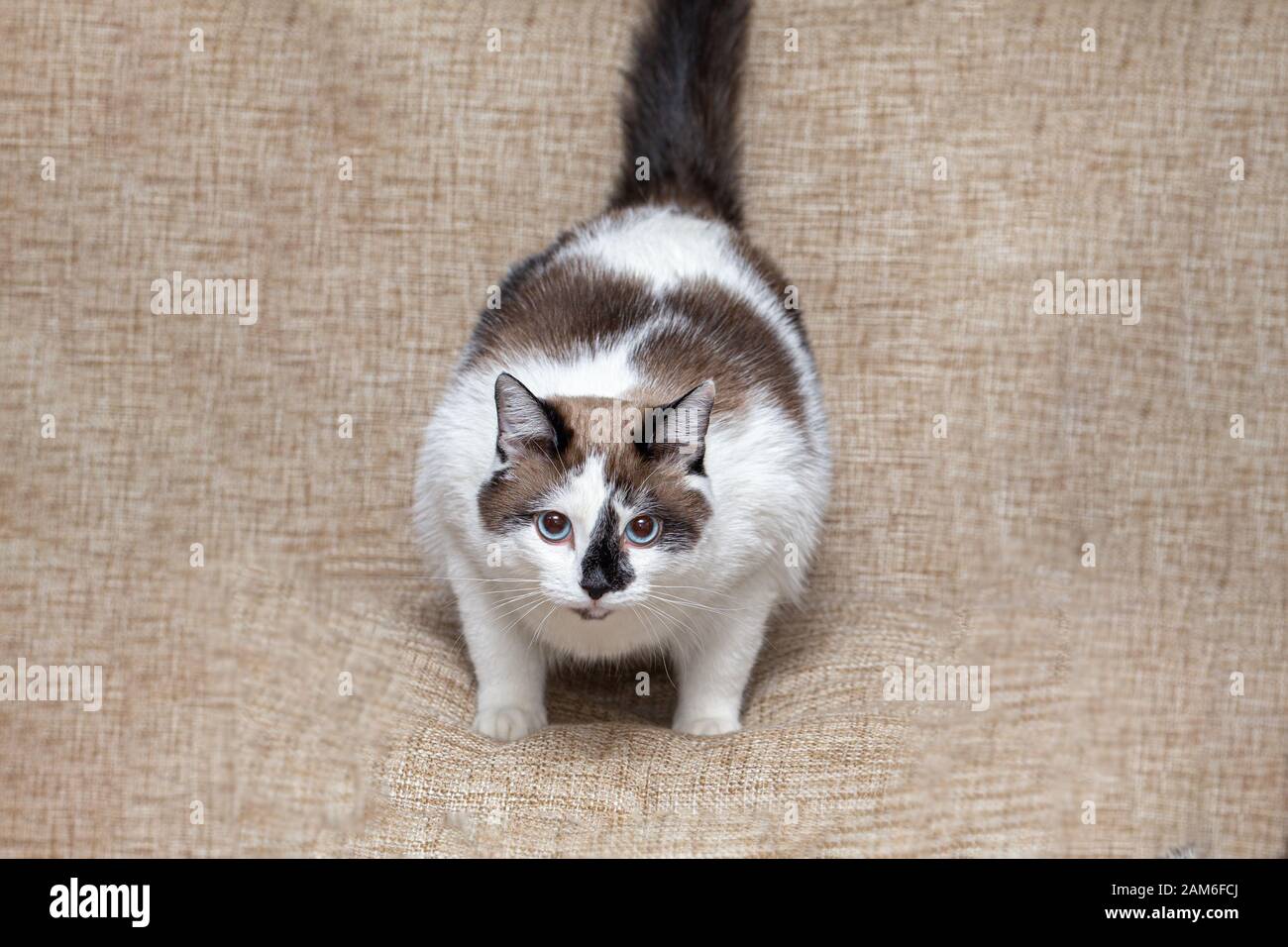 Fat cat on couch hi-res stock photography and images - Alamy