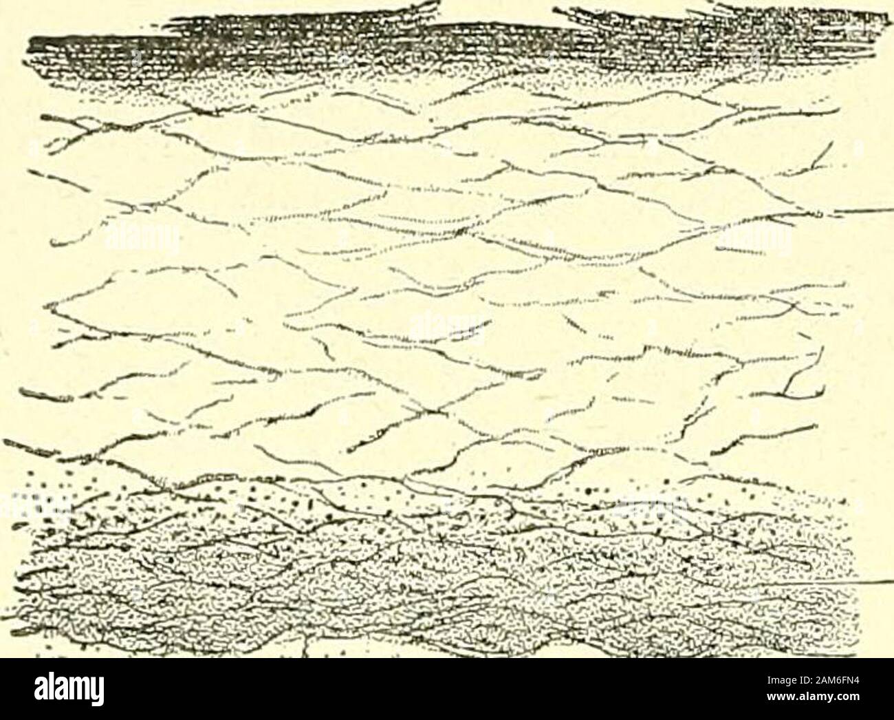 Corpuscule hi-res stock photography and images - Alamy
