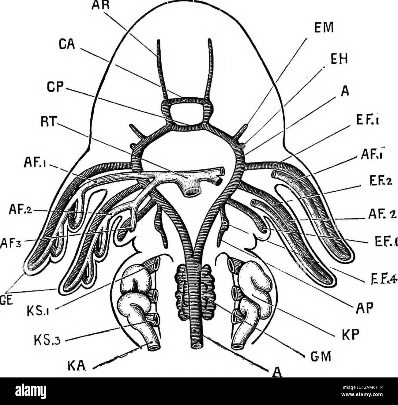 Tadpole gills Black and White Stock Photos & Images - Alamy