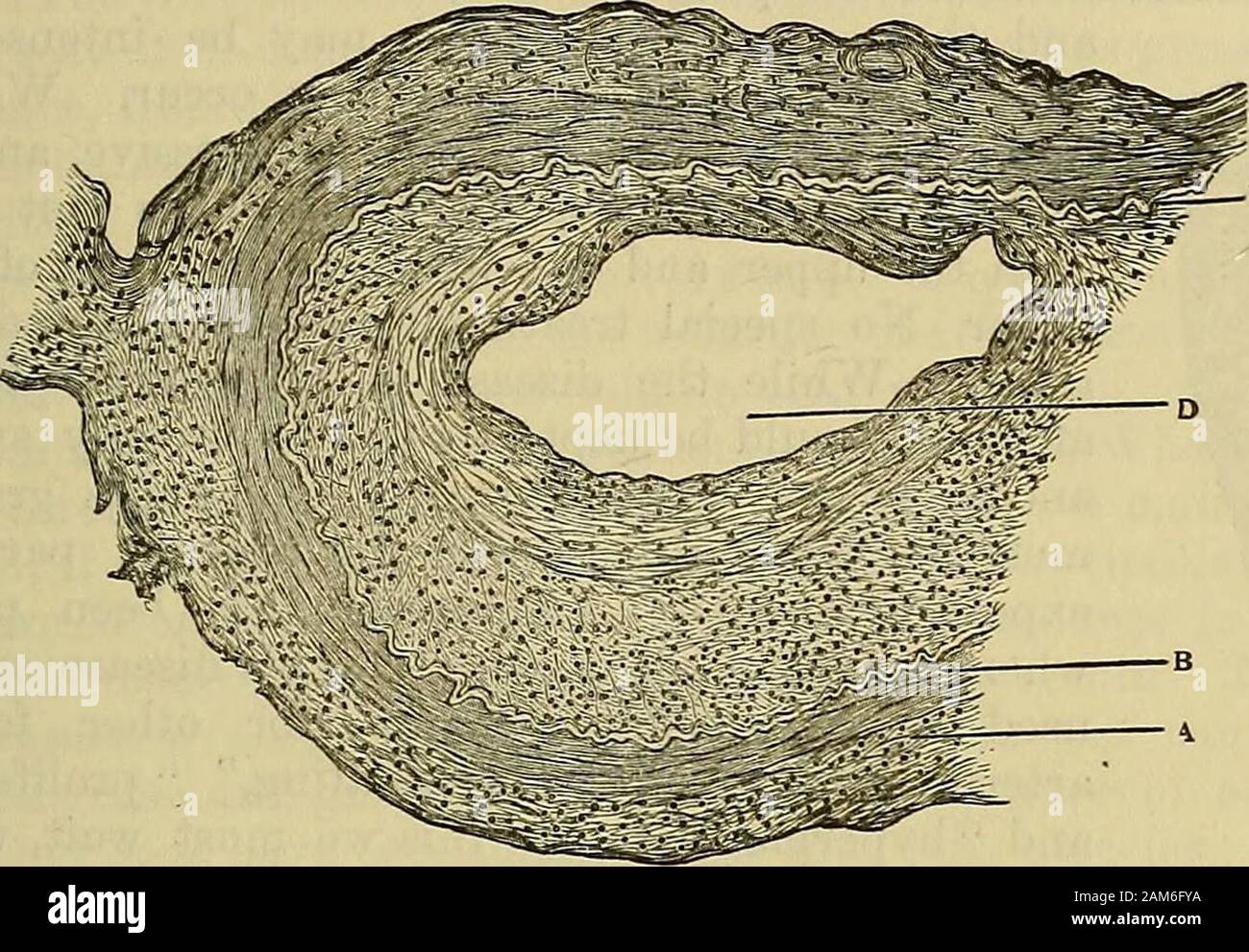 Vasa vasorum hi-res stock photography and images - Alamy