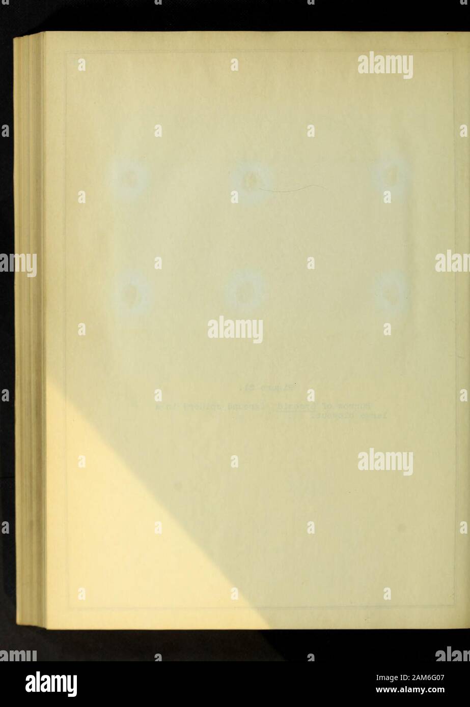 Pocket gopher mounds hi-res stock photography and images - Alamy