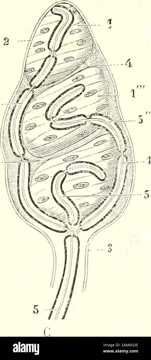 Corpuscule hi-res stock photography and images - Alamy