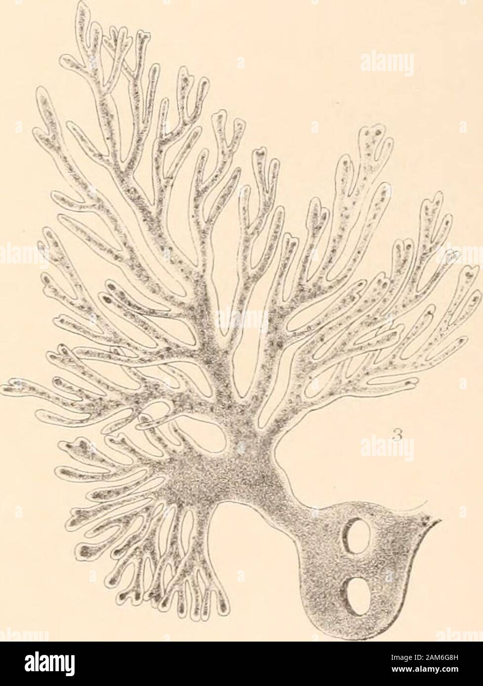 Eucopia australis hi-res stock photography and images - Alamy