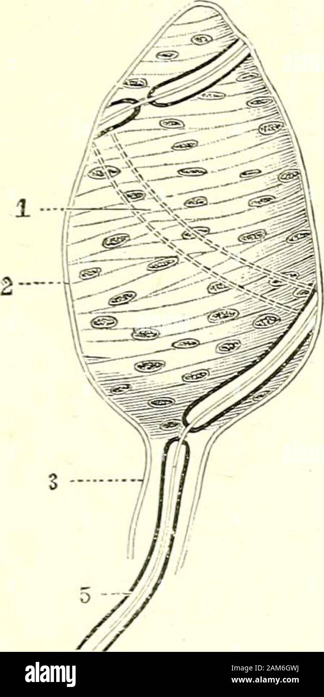 Corpuscule hi-res stock photography and images - Alamy