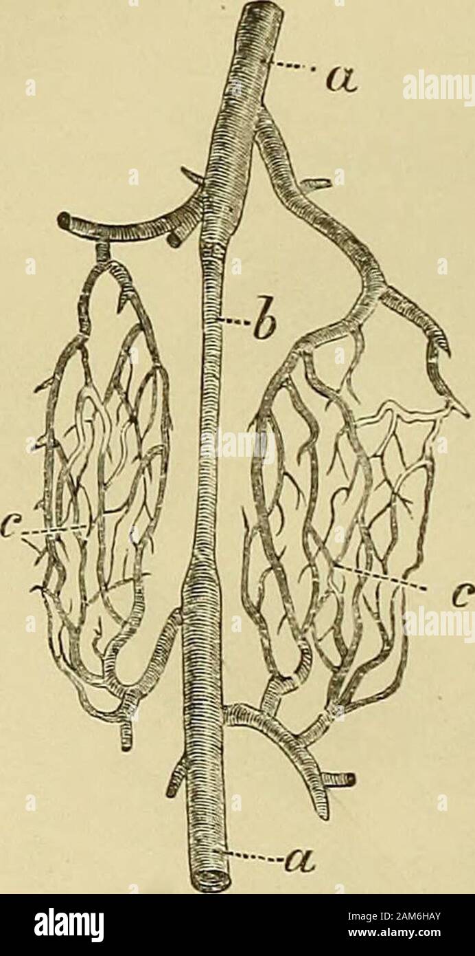 A system of surgery . from the insufficient supply of blood,and in the ...