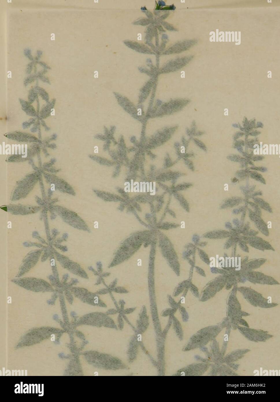 Tick weed hi-res stock photography and images - Alamy