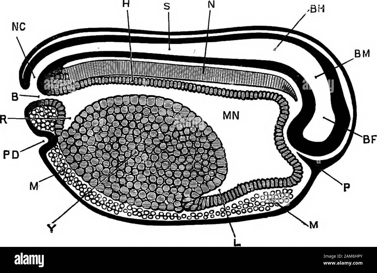 Frog Neural Tube Microscope Prepared Slides 11pcs Lab Educational