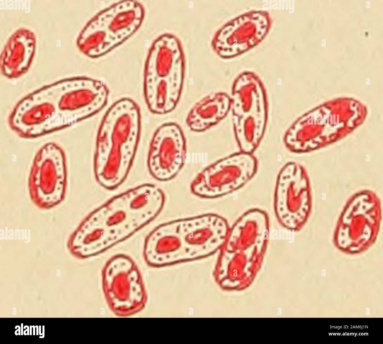 Bacillus pyocyaneus hi-res stock photography and images - Alamy