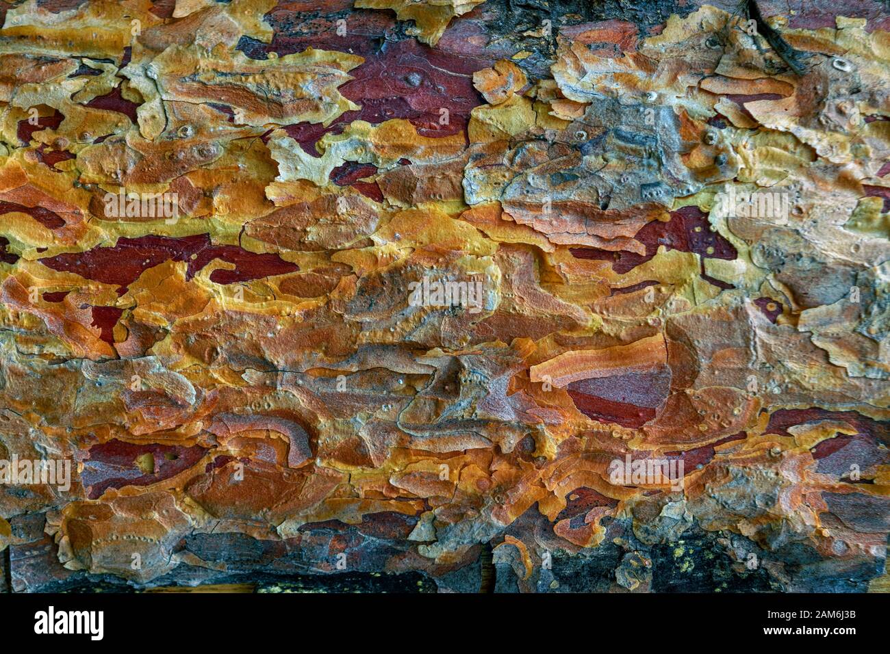 Close up of old pine bark surface texture. Natural structure of the ...