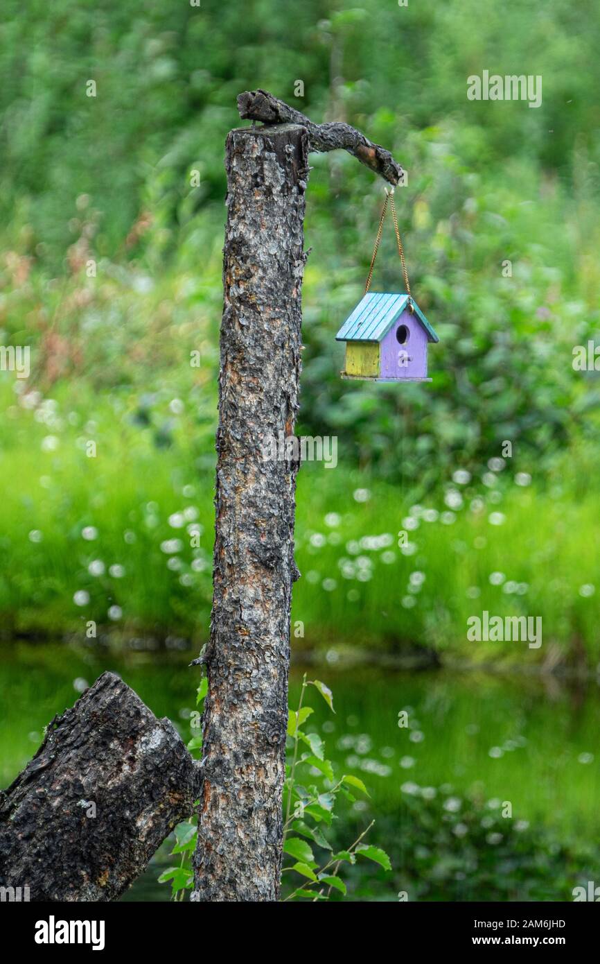 Little bird house in a stack tree Stock Photo - Alamy