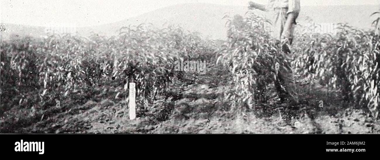 Spring 1914 1915 hi-res stock photography and images - Alamy