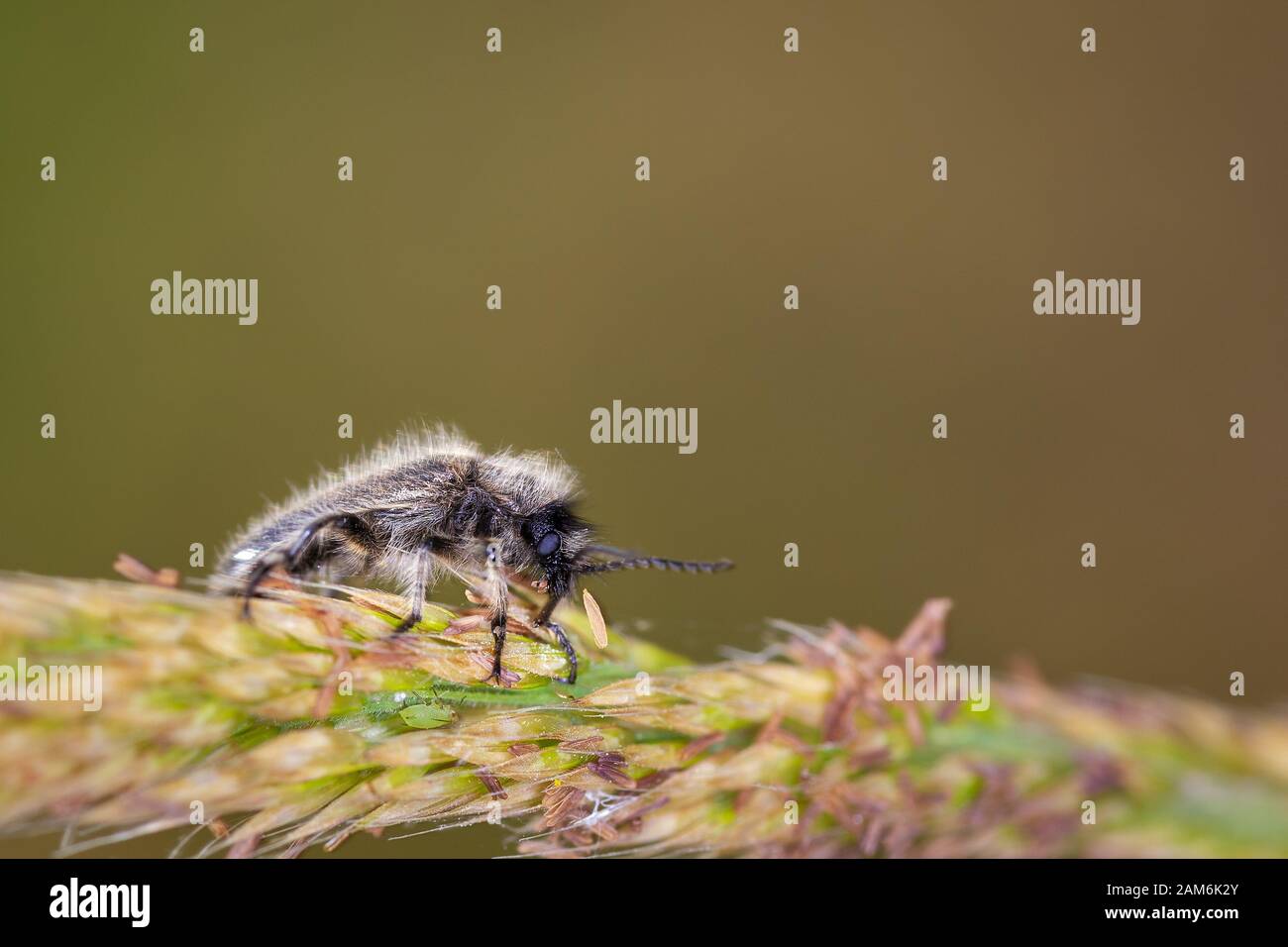 Hairy beetle hi-res stock photography and images - Alamy