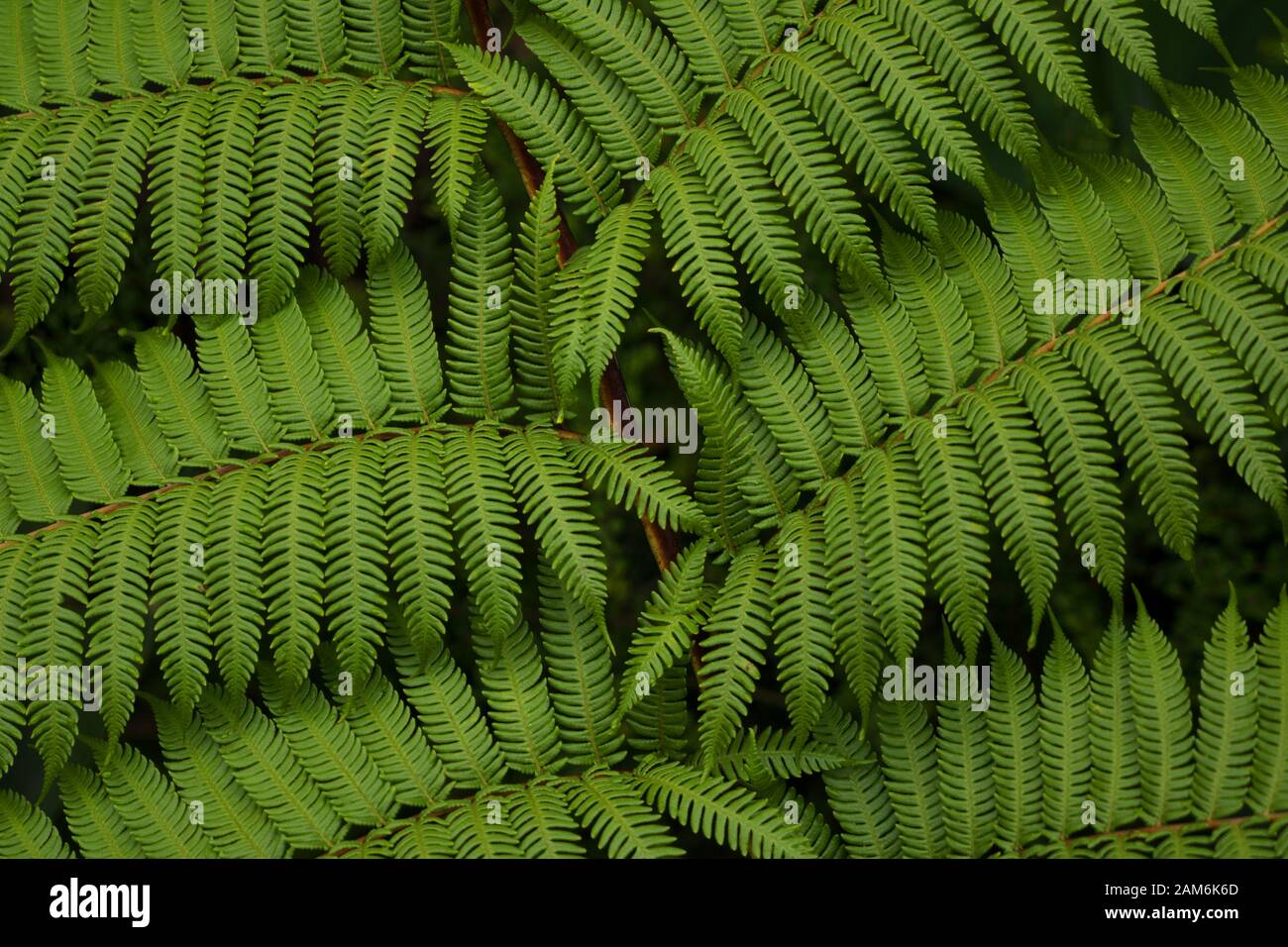 New Zealand silver fern leaf leaves fronds, Alsophila dealbata, silver ...