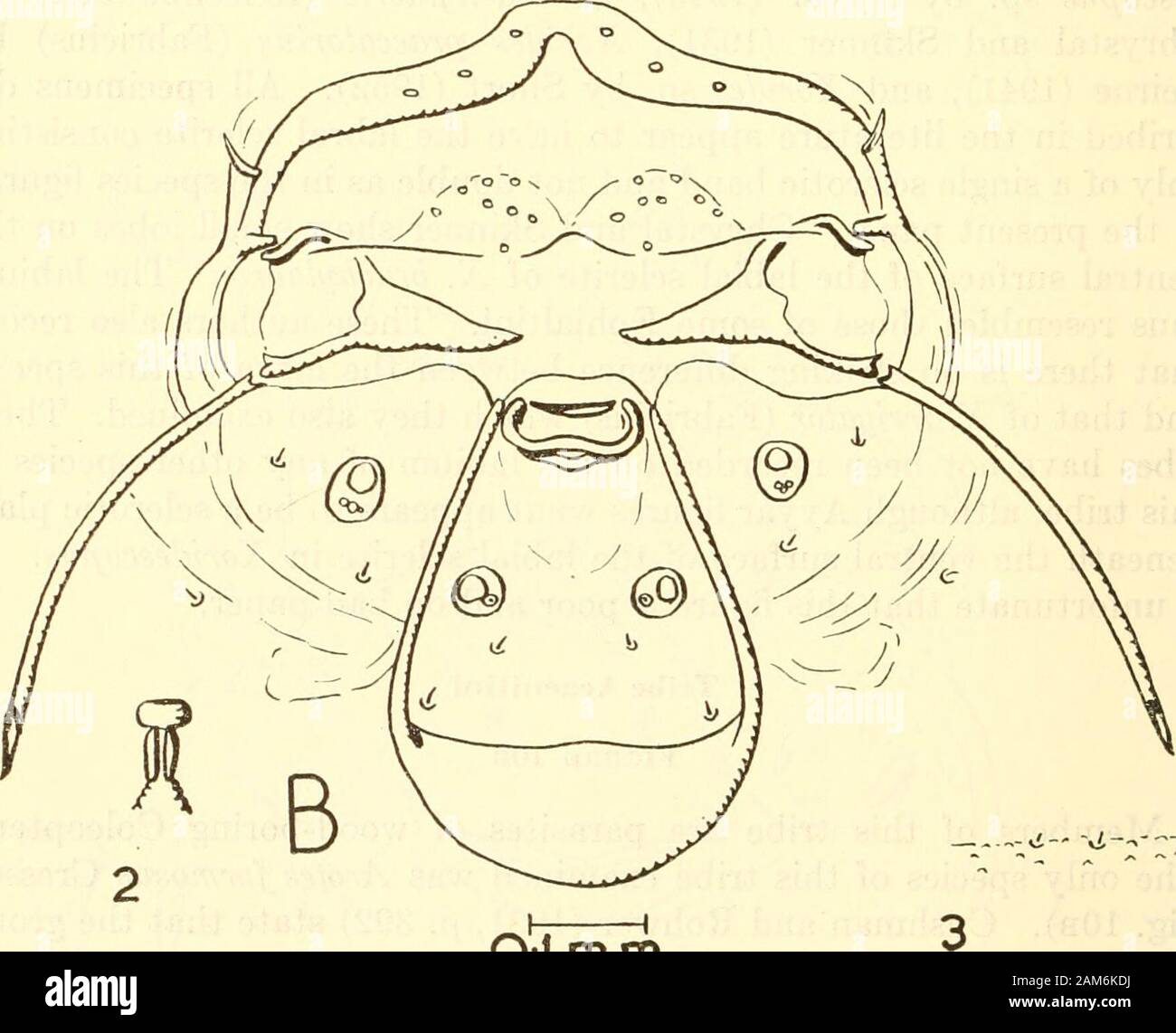 Proceedings of the United States National Museum . 0-1 mm. Ot mm Figure ...