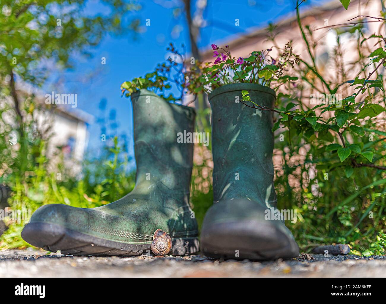 boot flower pot and flower inside Stock Photo - Alamy