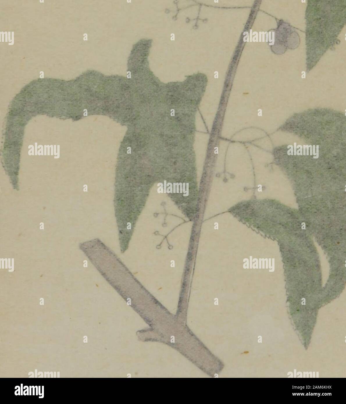 Ague tree hi-res stock photography and images - Alamy