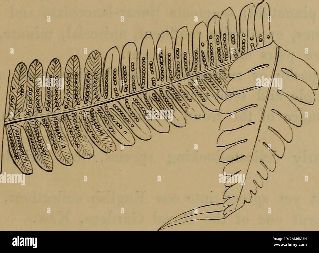 Basal pinnae hi-res stock photography and images - Alamy